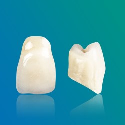 Tooth Express | Suppliers of Teeth and Tooth Products